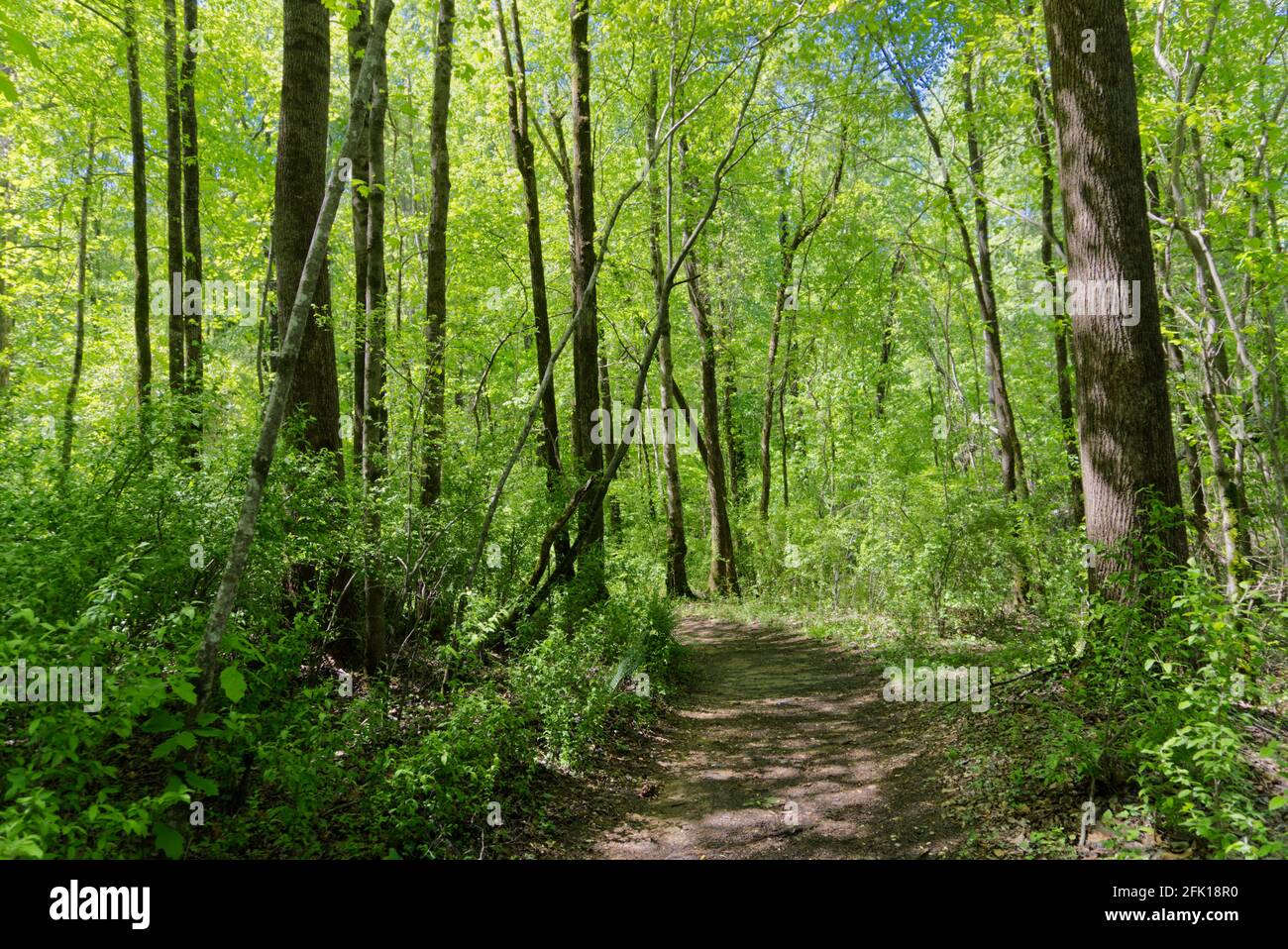 Dense forest hi-res stock photography and images - Alamy