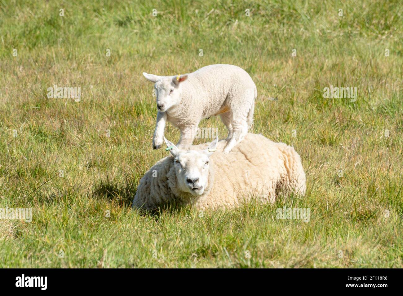 Jumping sheep hi-res stock photography and images - Alamy