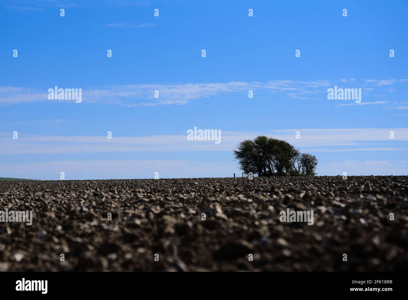 nostalgic, lonely group of threes in the middle of an empty field ...