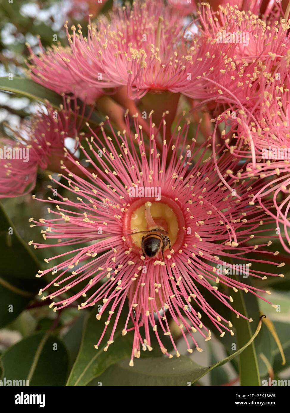 SYDNEY, AUSTRALIA - Apr 21, 2019: Australian Native Flower Silver ...