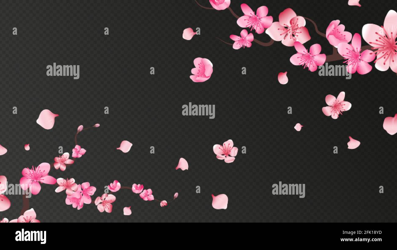 Sakura blossom. Falling petals, isolated flower elements. Flying ...