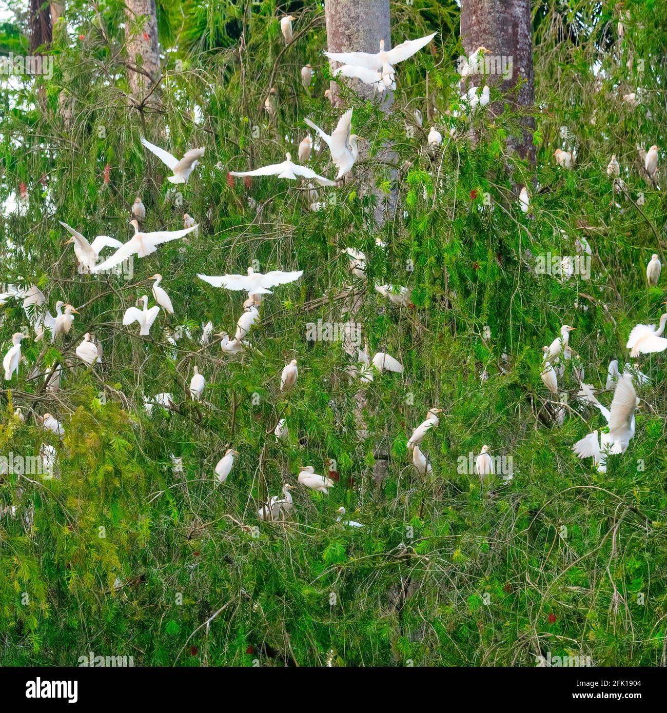 Group of birds on tree hi-res stock photography and images - Alamy