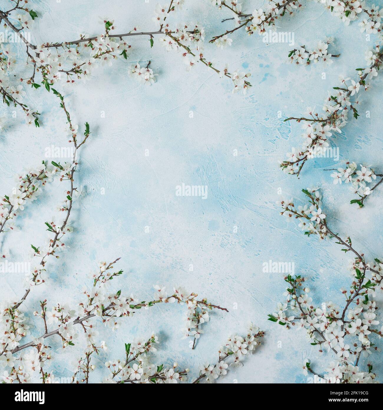 Spring time floral frame of blooming spring white flowers isolated on ...