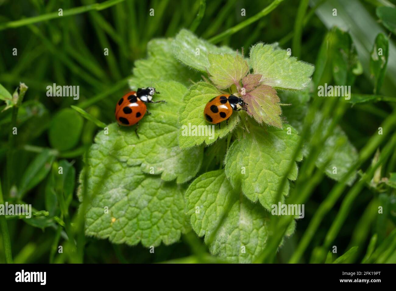 Japanese ladybugs hi-res stock photography and images - Alamy