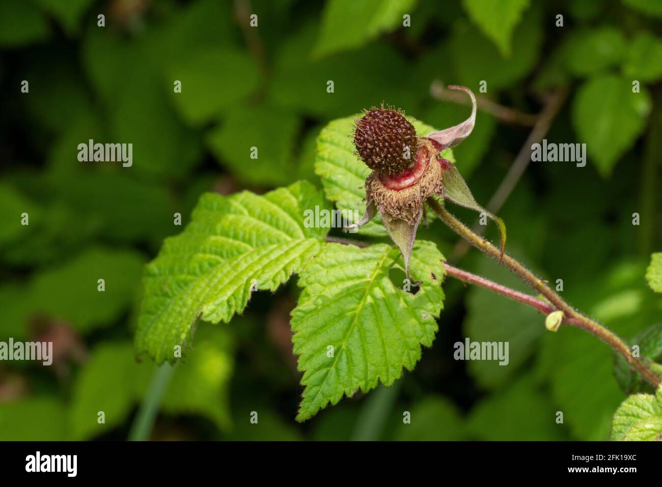 Rubus hirsutus hi-res stock photography and images - Alamy