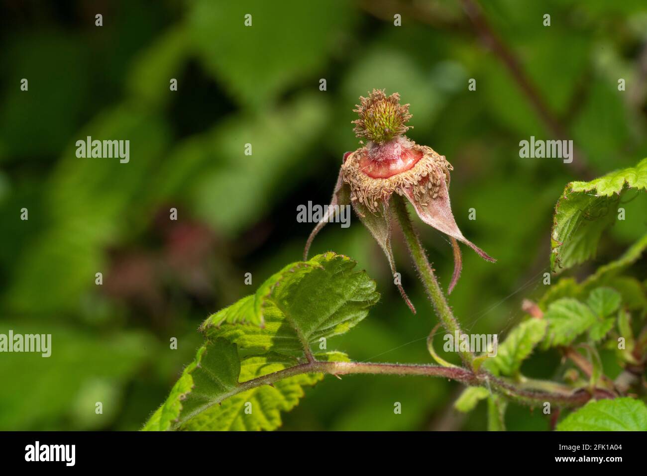 Rubus hirsutus hi-res stock photography and images - Alamy