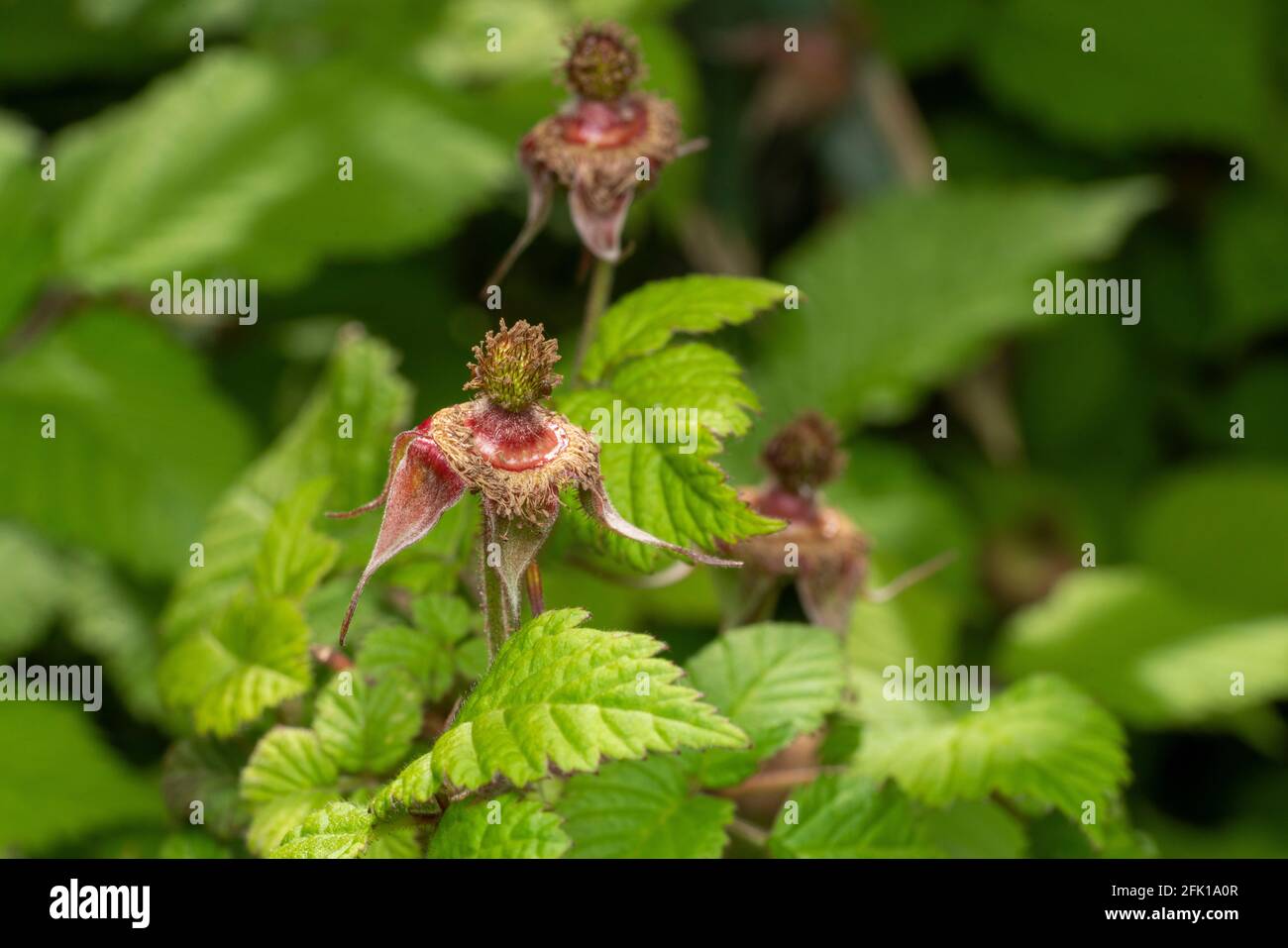 Rubus hirsutus hi-res stock photography and images - Alamy