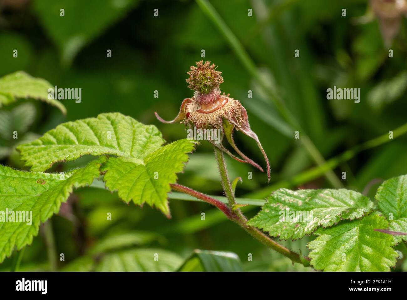 Rubus hirsutus hi-res stock photography and images - Alamy