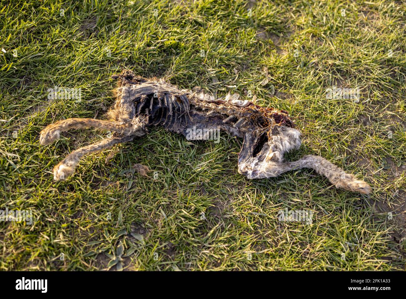 Remains of a wild animal without its head Stock Photo - Alamy