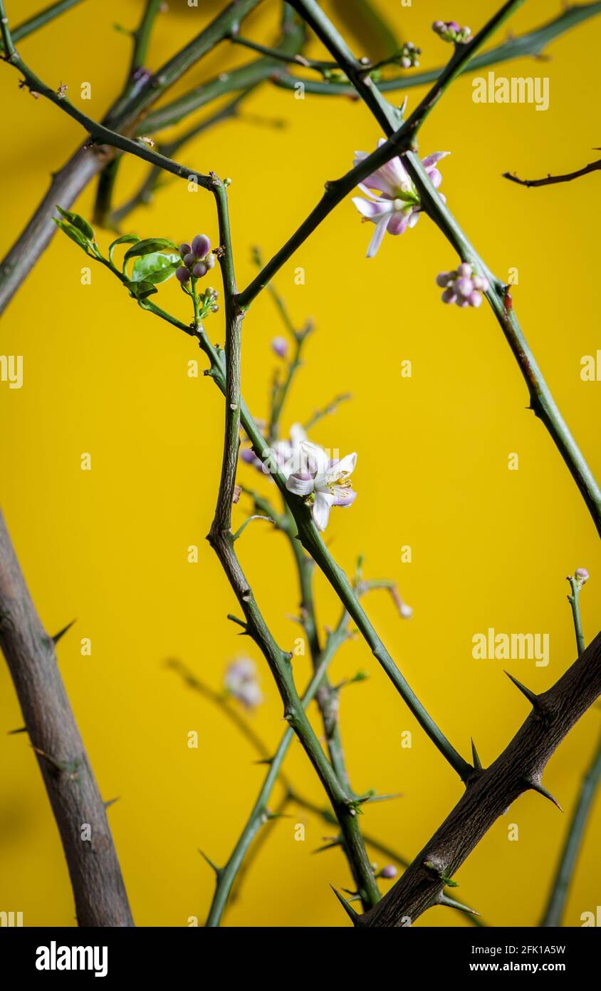 Meyer lemon bloom hi-res stock photography and images - Alamy