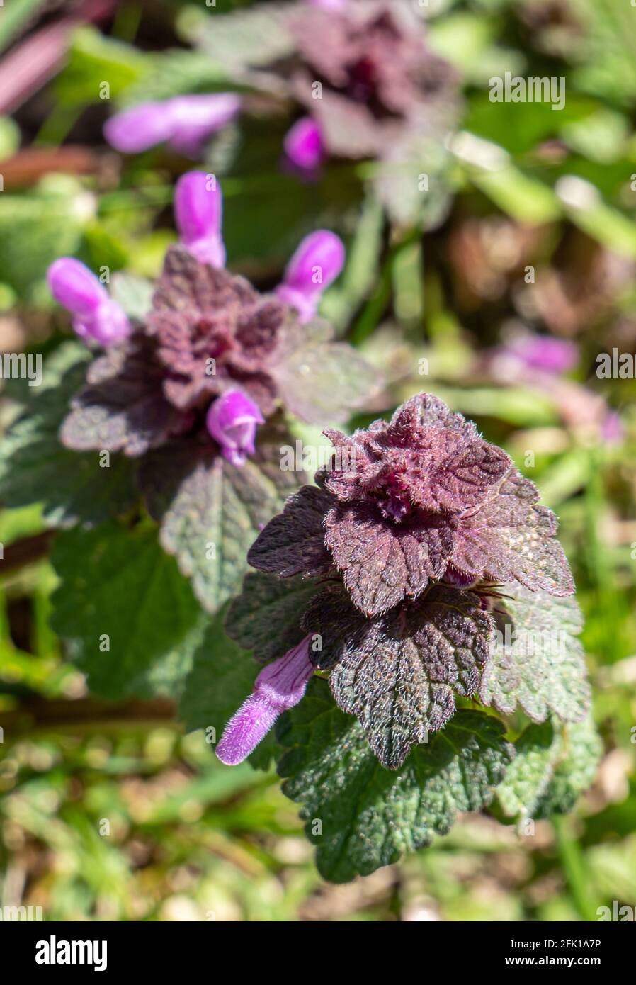 Red dead nettle blooms in spring Stock Photo - Alamy