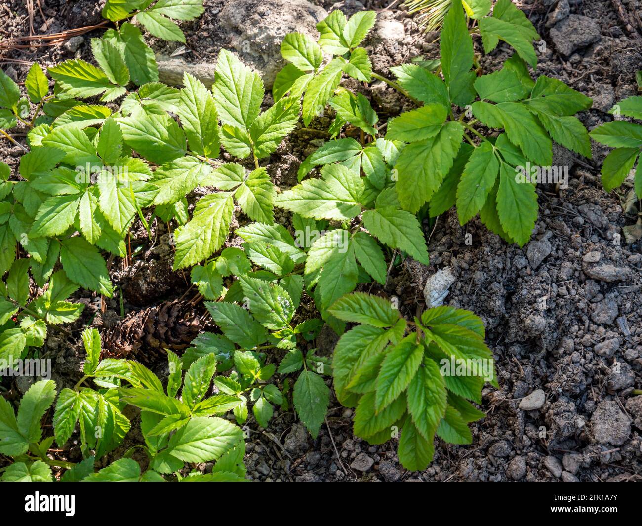 Common groundgrass Aegopodium podagraria in the garden Stock Photo - Alamy