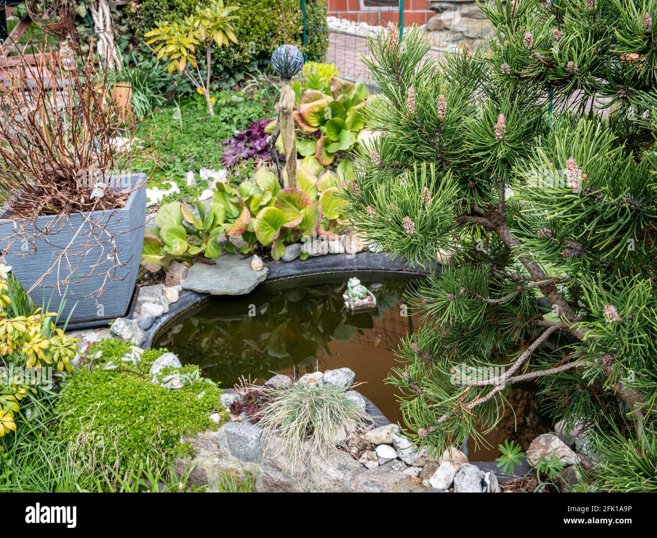 Pond plant in the spring garden Stock Photo - Alamy