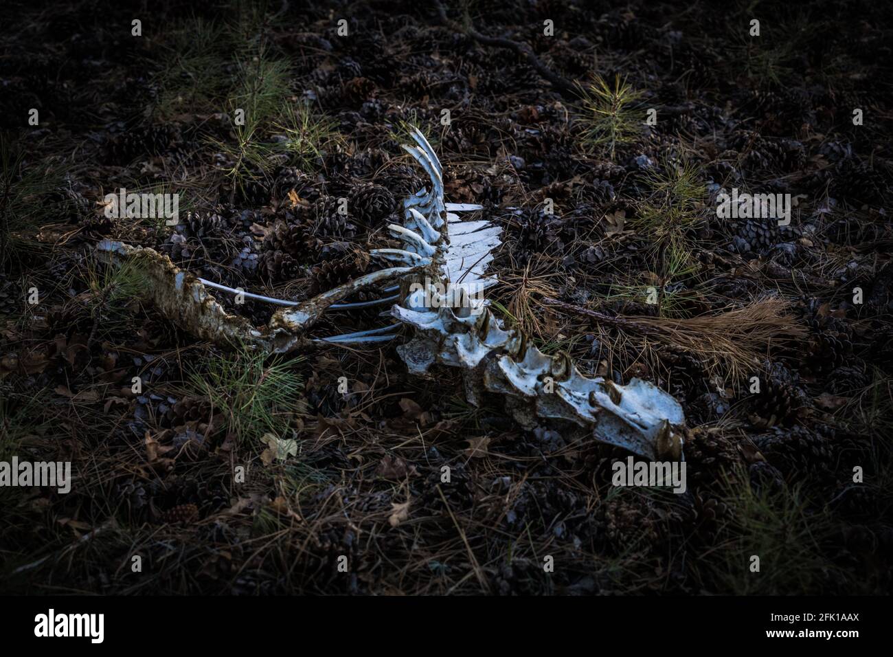 Decomposed body hi-res stock photography and images - Alamy