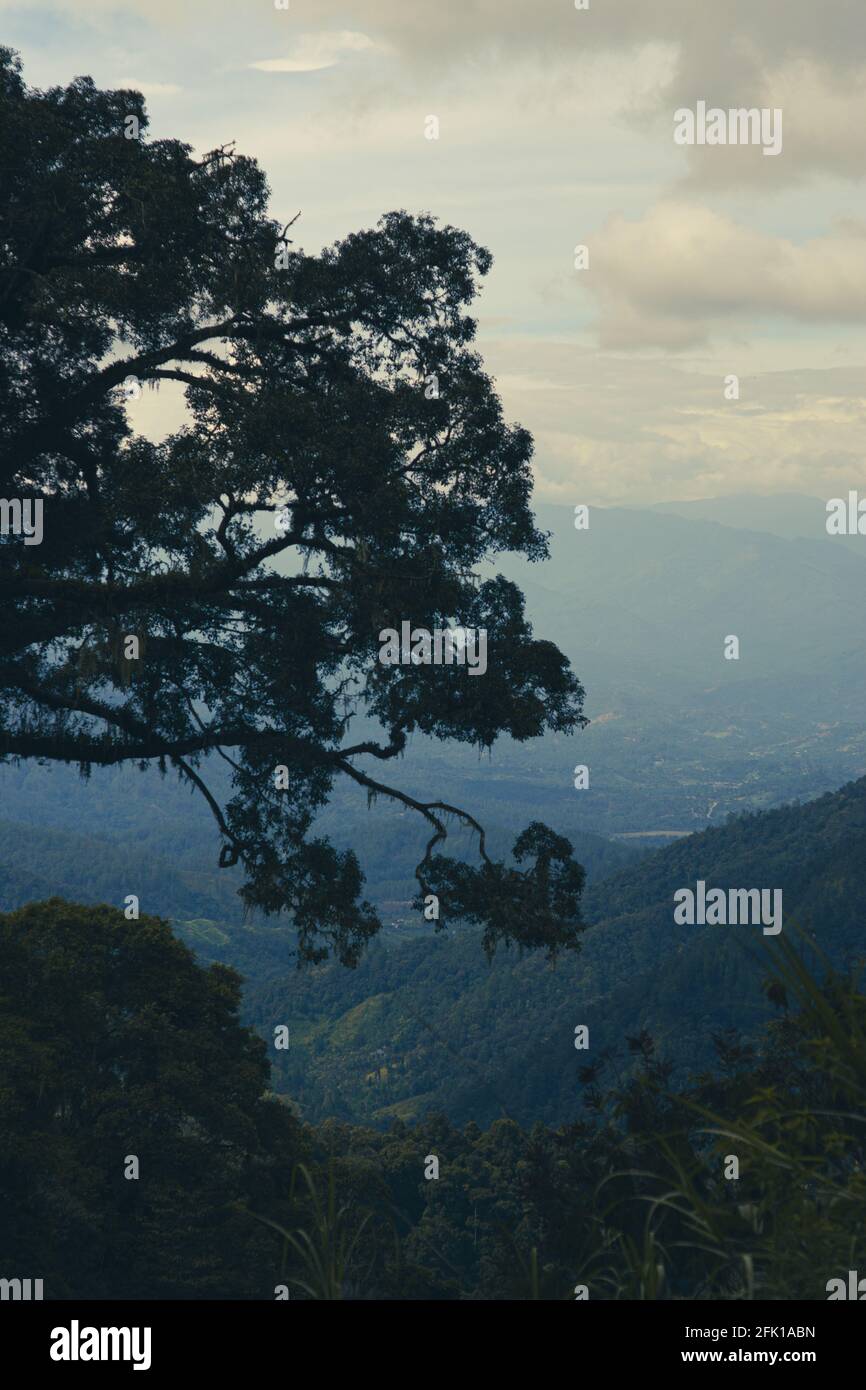Vertical shot of tree branches, twigs and leaves with cloudy sky and ...