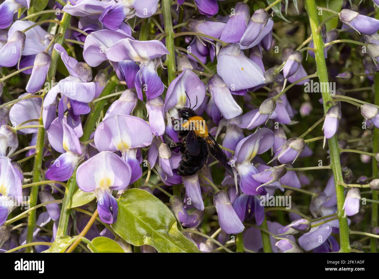 Carpenter bee (Xylocopa appendiculata) sucking Wisteria floribunda ...