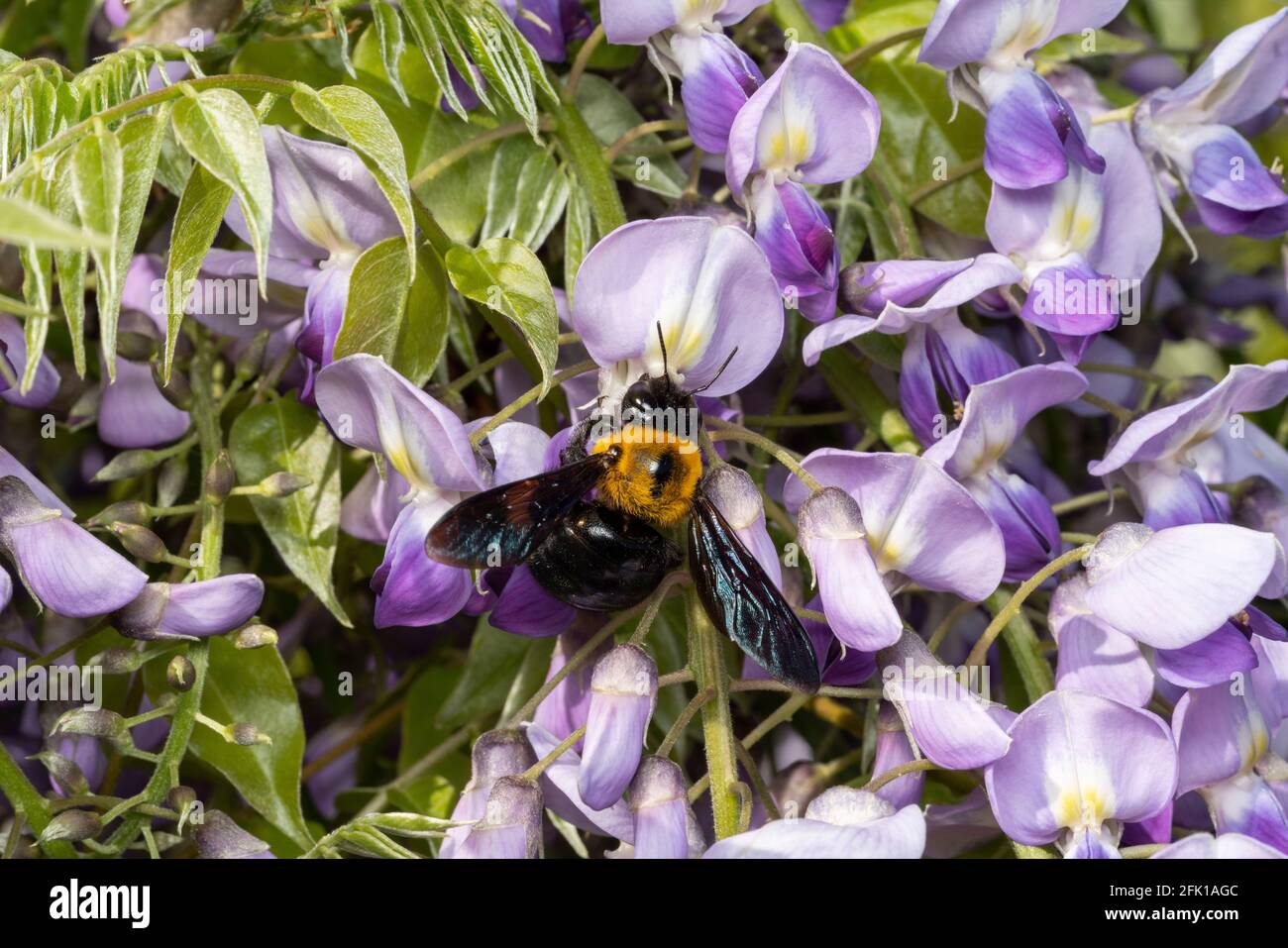 Carpenter bee (Xylocopa appendiculata) sucking Wisteria floribunda ...