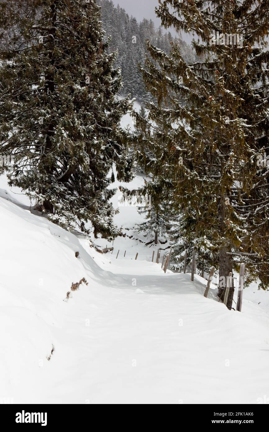snow covered path in the Alps Stock Photo - Alamy