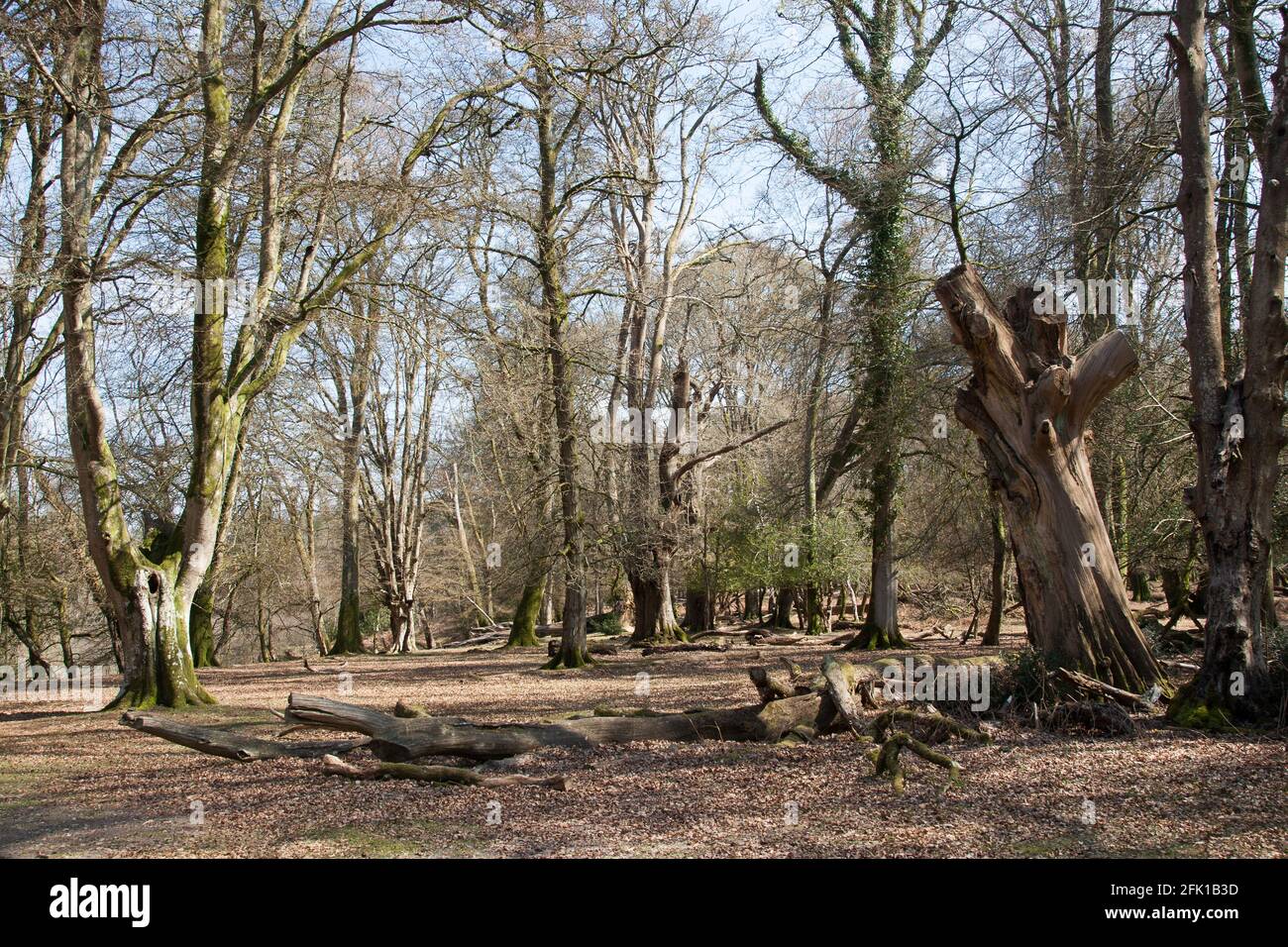 Spring trees New Forest Stock Photo - Alamy