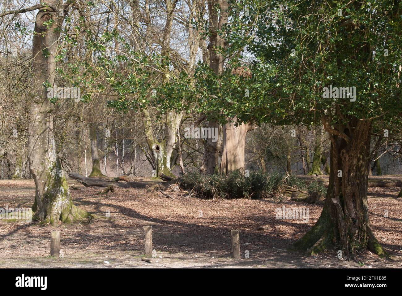 Spring trees New Forest Stock Photo - Alamy