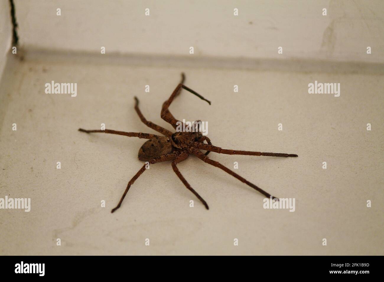 Australian Huntsman Spider Stock Photo - Alamy