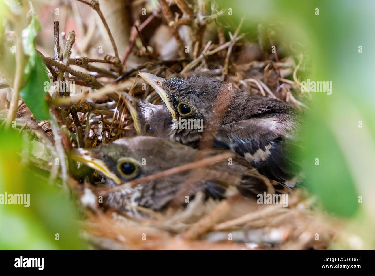 Baby mockingbird hi-res stock photography and images - Alamy