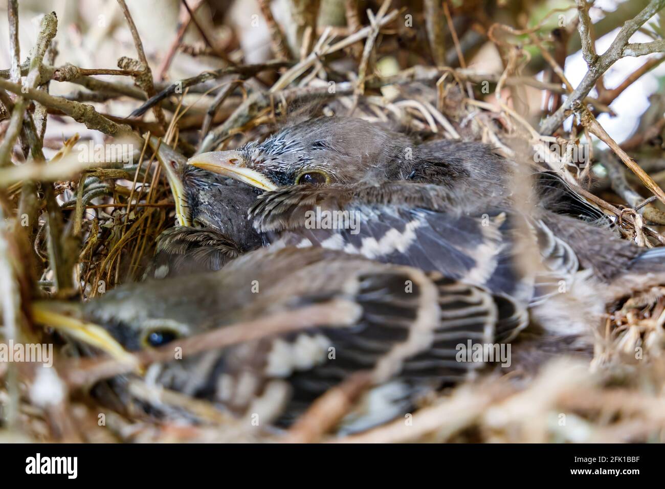 Baby mockingbird hi-res stock photography and images - Alamy