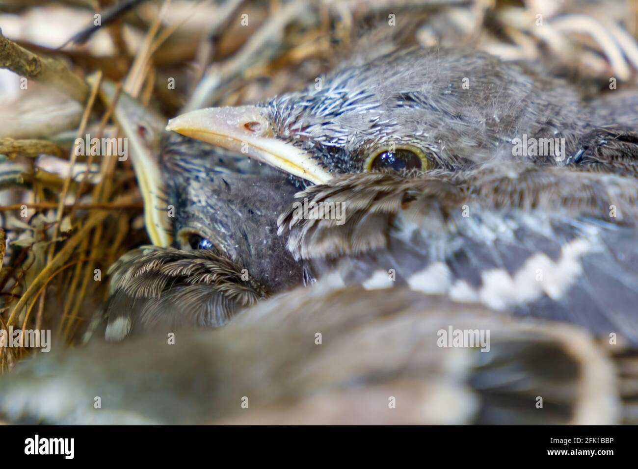 Juvenile mockingbird hi-res stock photography and images - Alamy