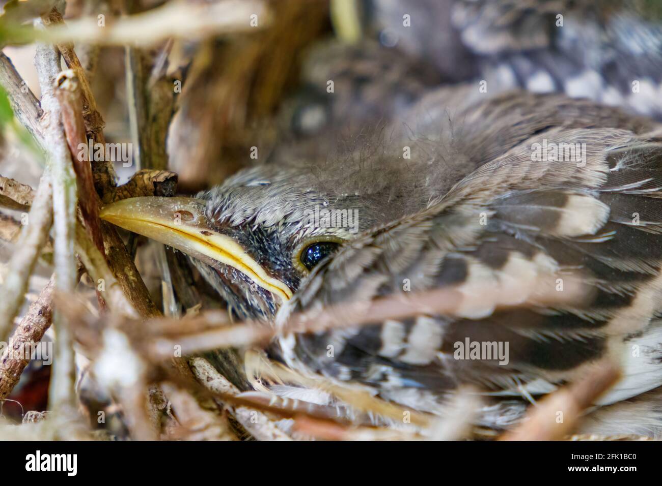 Baby mockingbird in nest hi-res stock photography and images - Alamy