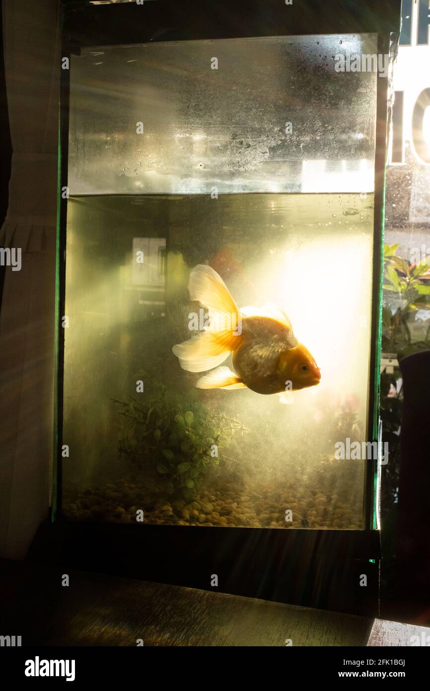 Three-tailed red fish in the aquarium Stock Photo - Alamy