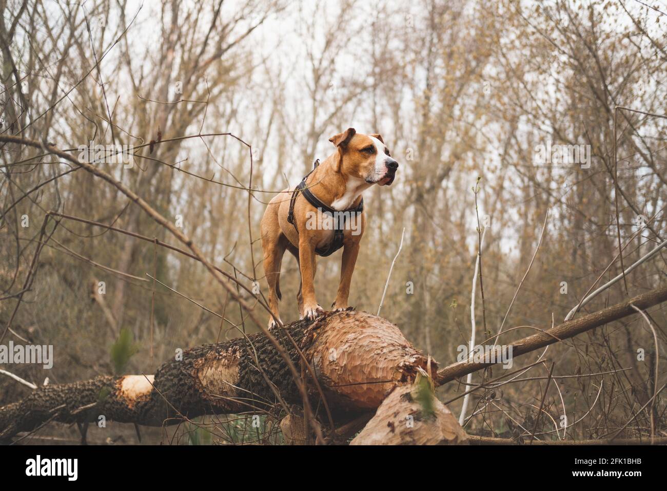 Dog standing on a tree log in a nature park, hiking pets scene Stock ...