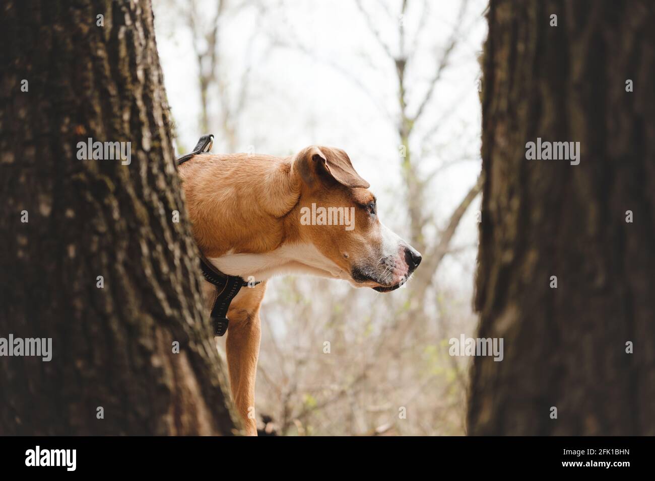 Dog portrait in nature, tree trunks in foreground Stock Photo - Alamy