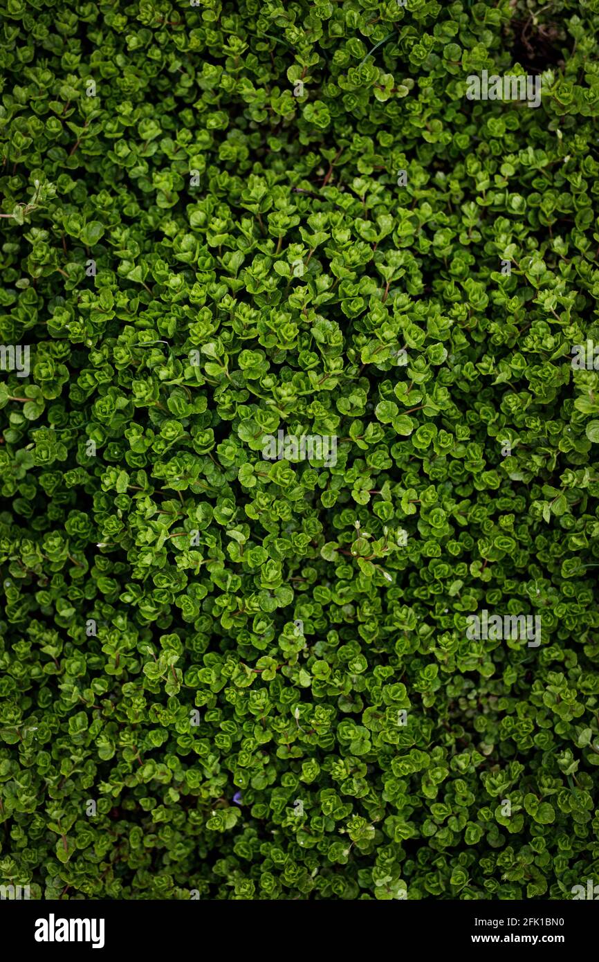 Green leaves background. Nature plants wallpaper. Top view Stock Photo ...