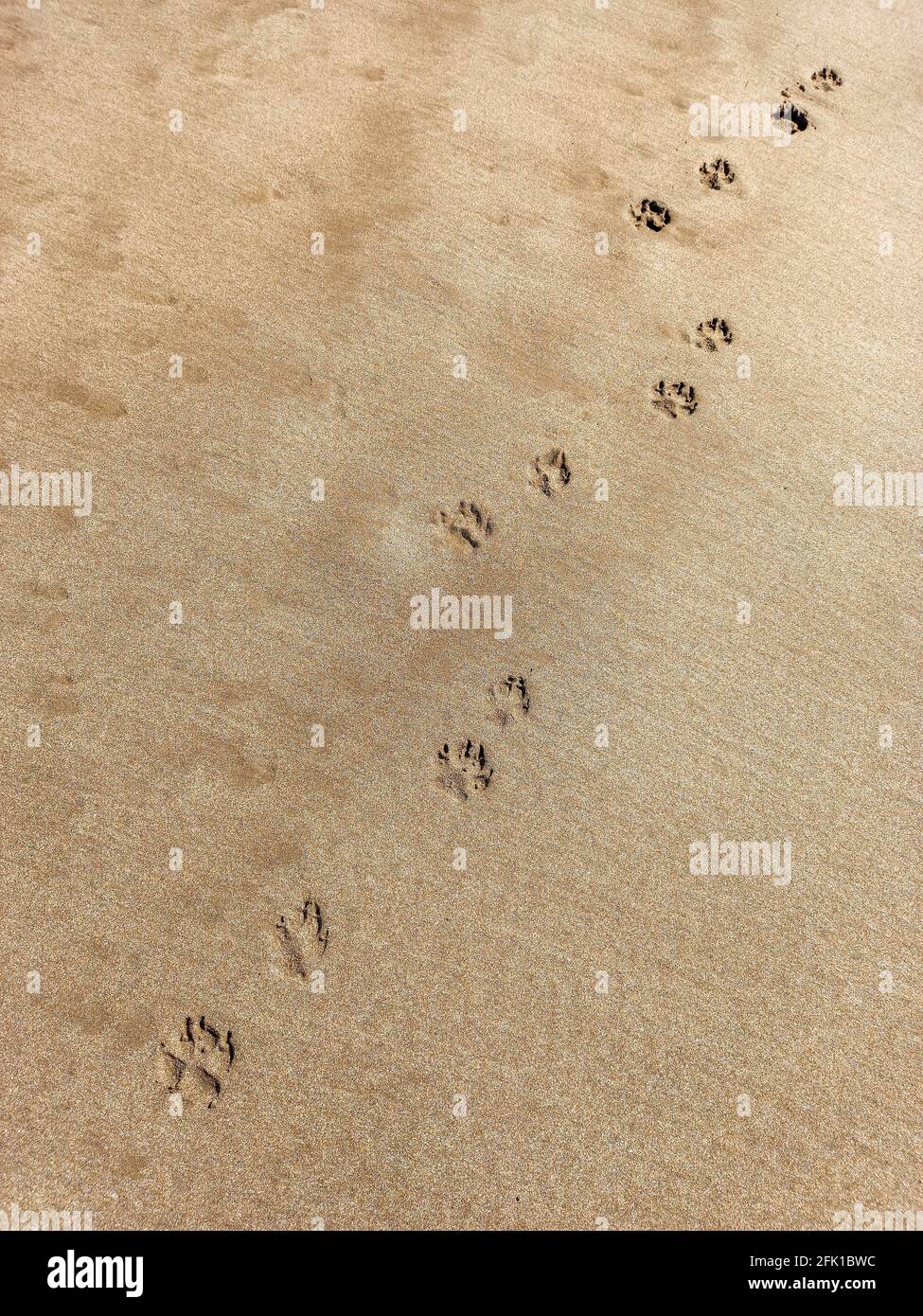 Dog footprints tracks trail on the sand of the beach in a sunny Stock ...
