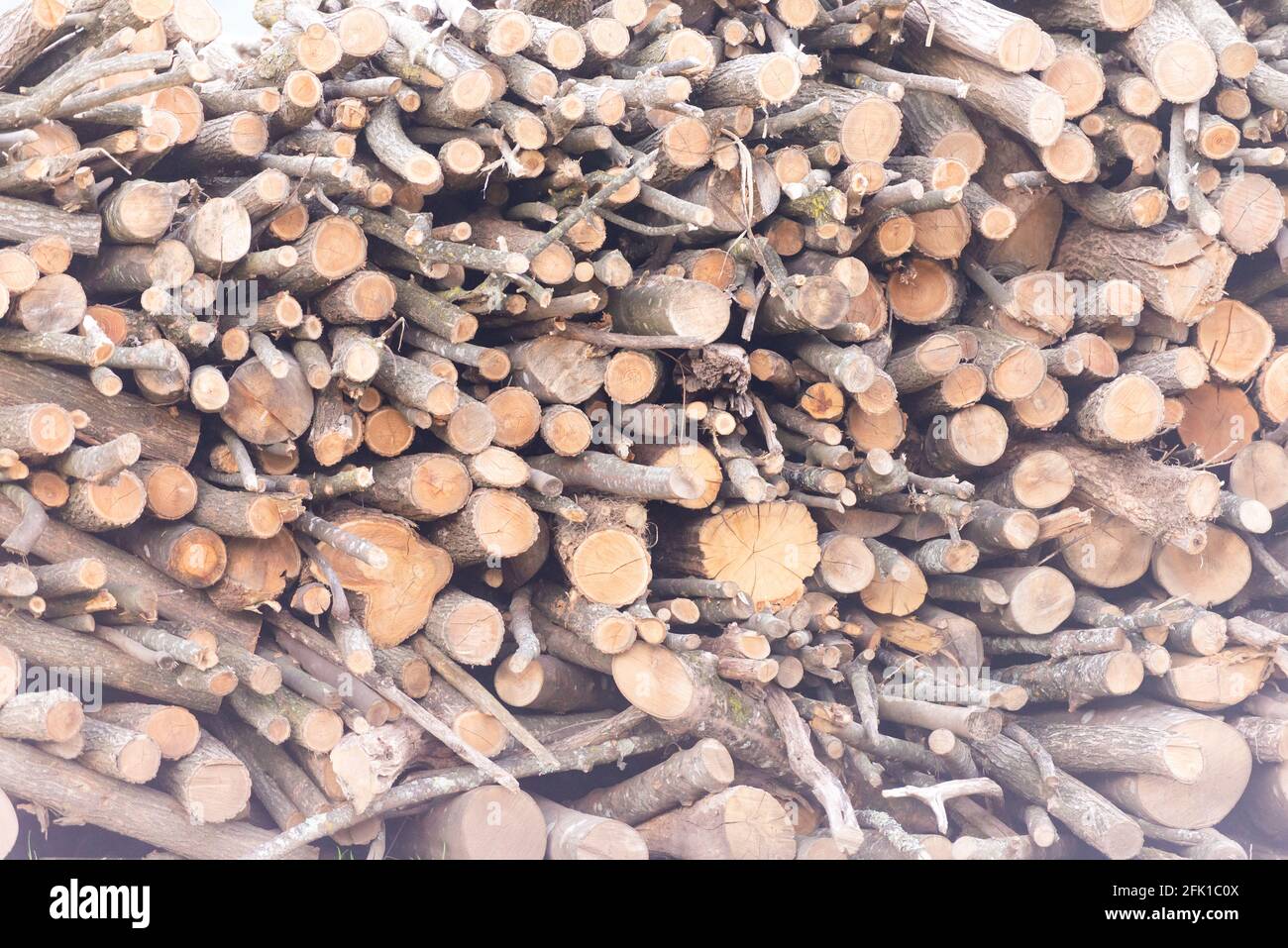 The logs are stacked. Prepared remains of trees for cutting into ...