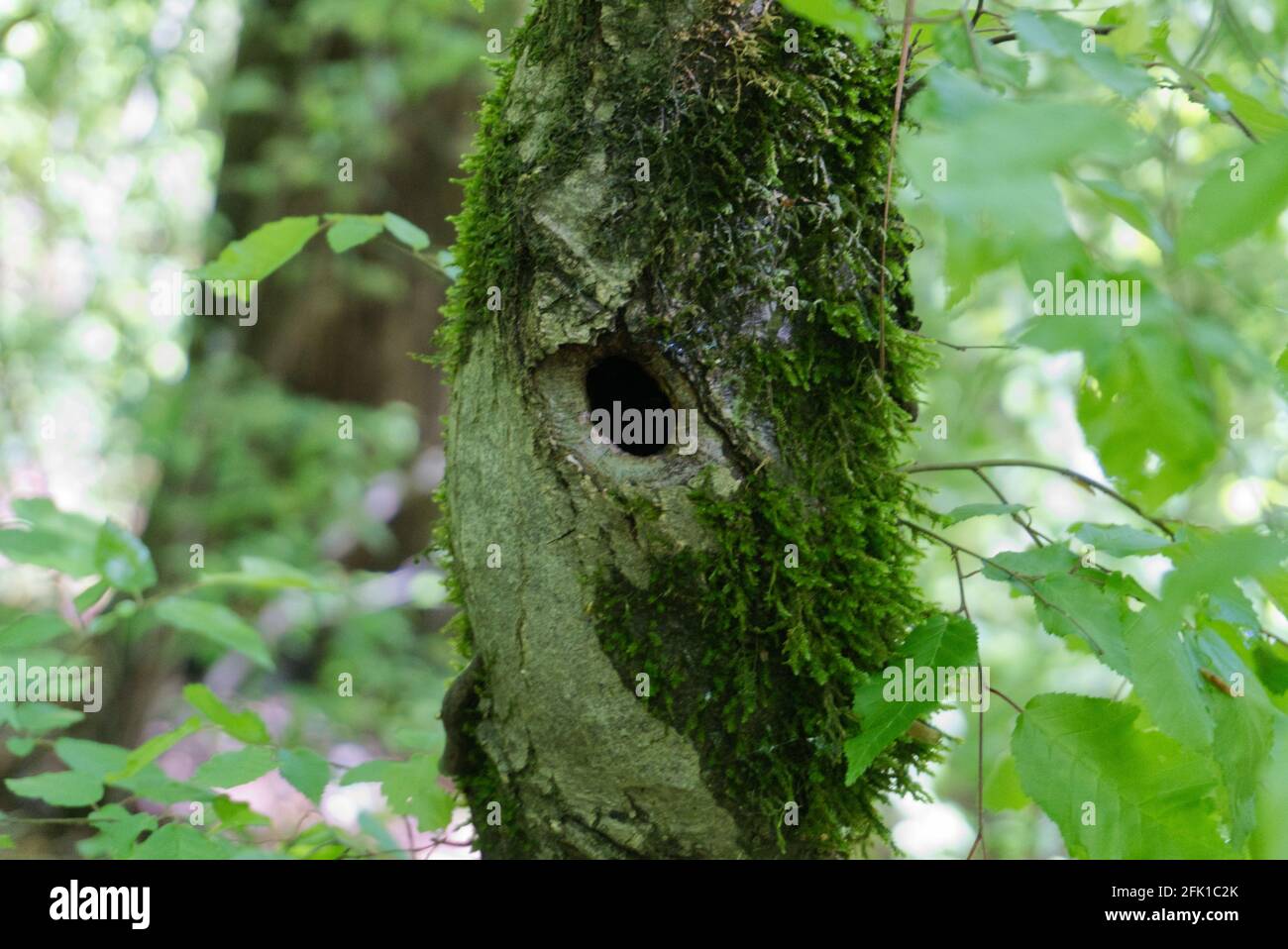 Mossy log hi-res stock photography and images - Alamy