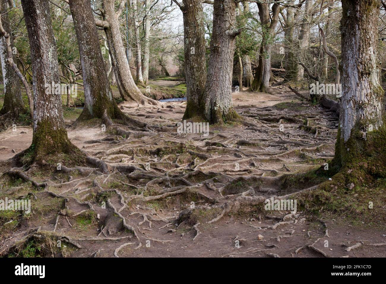 Spring trees New Forest Stock Photo - Alamy
