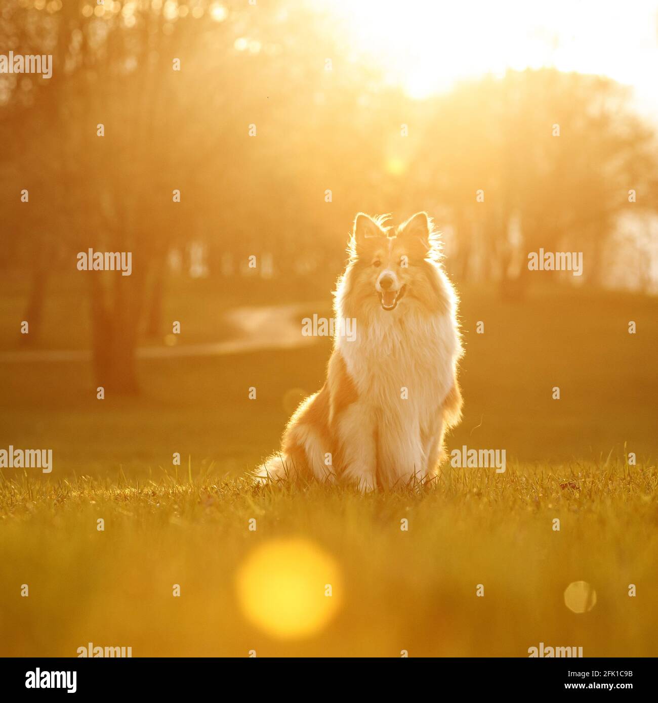 Shetland sheepdog - Sheltie - on a sunset park background Stock Photo ...