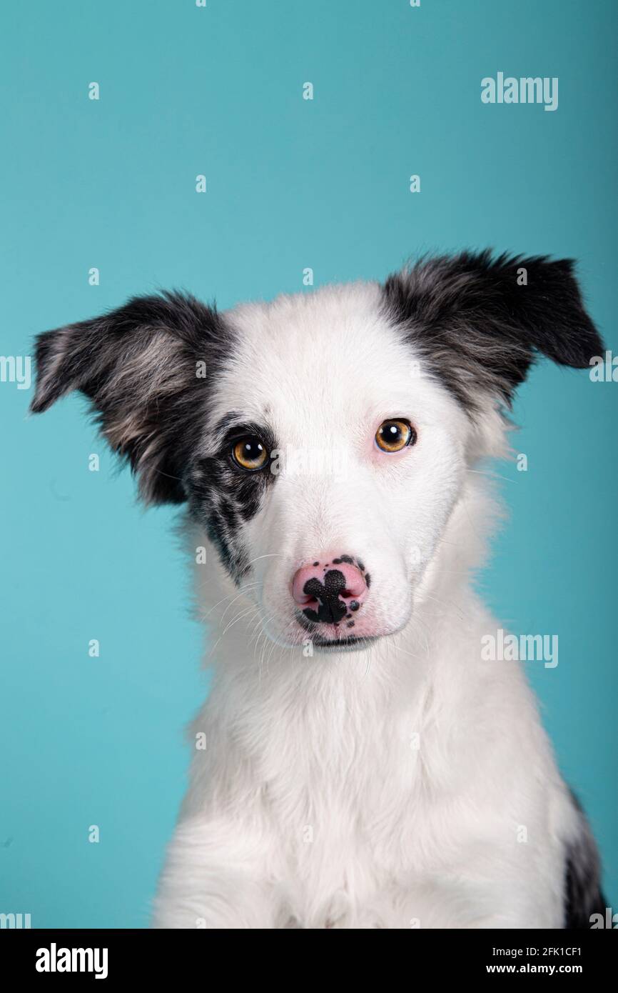 Studio portrait of lovely puppy dog border collie isolated on a blue ...