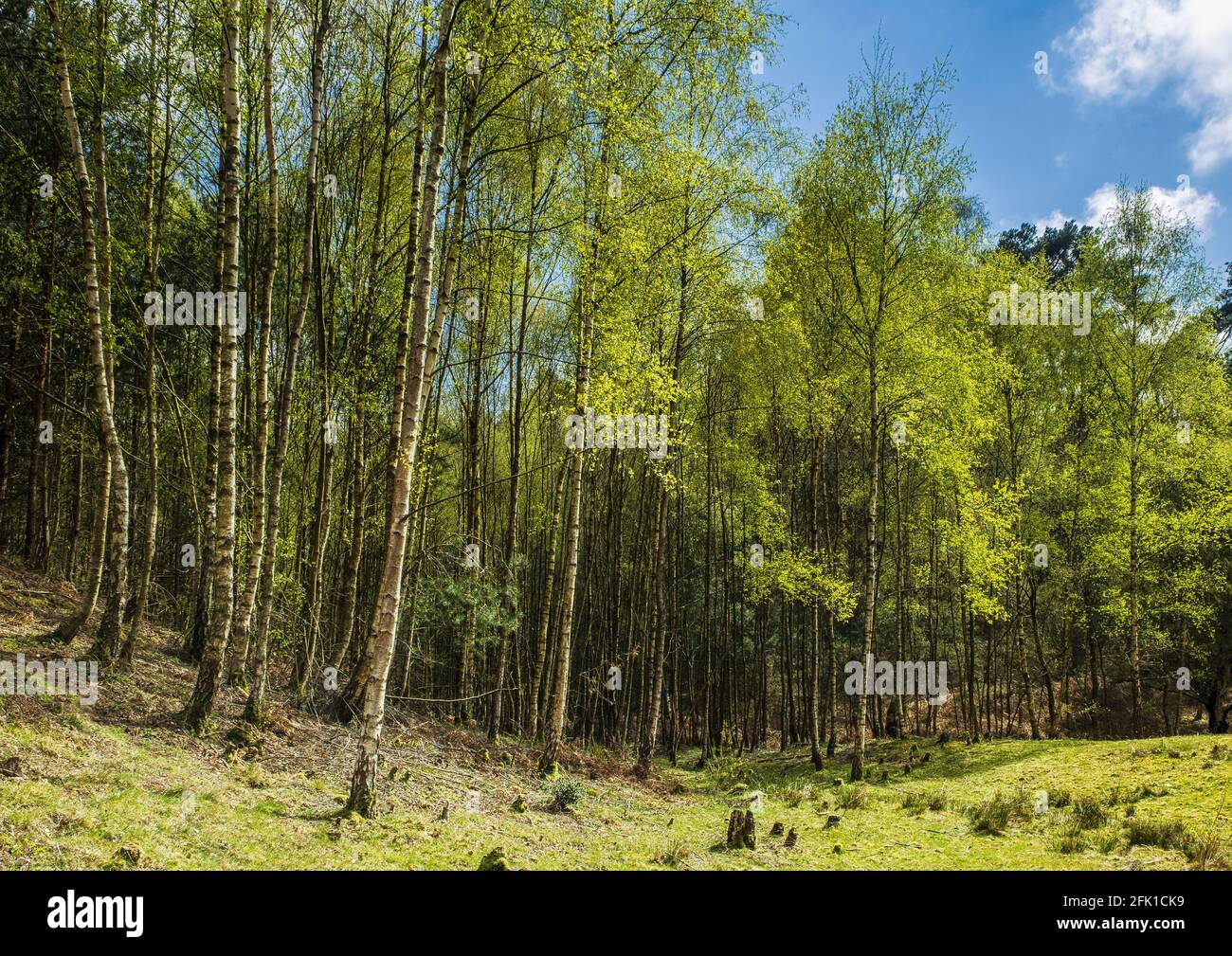 Trees coming into leaf hi-res stock photography and images - Alamy