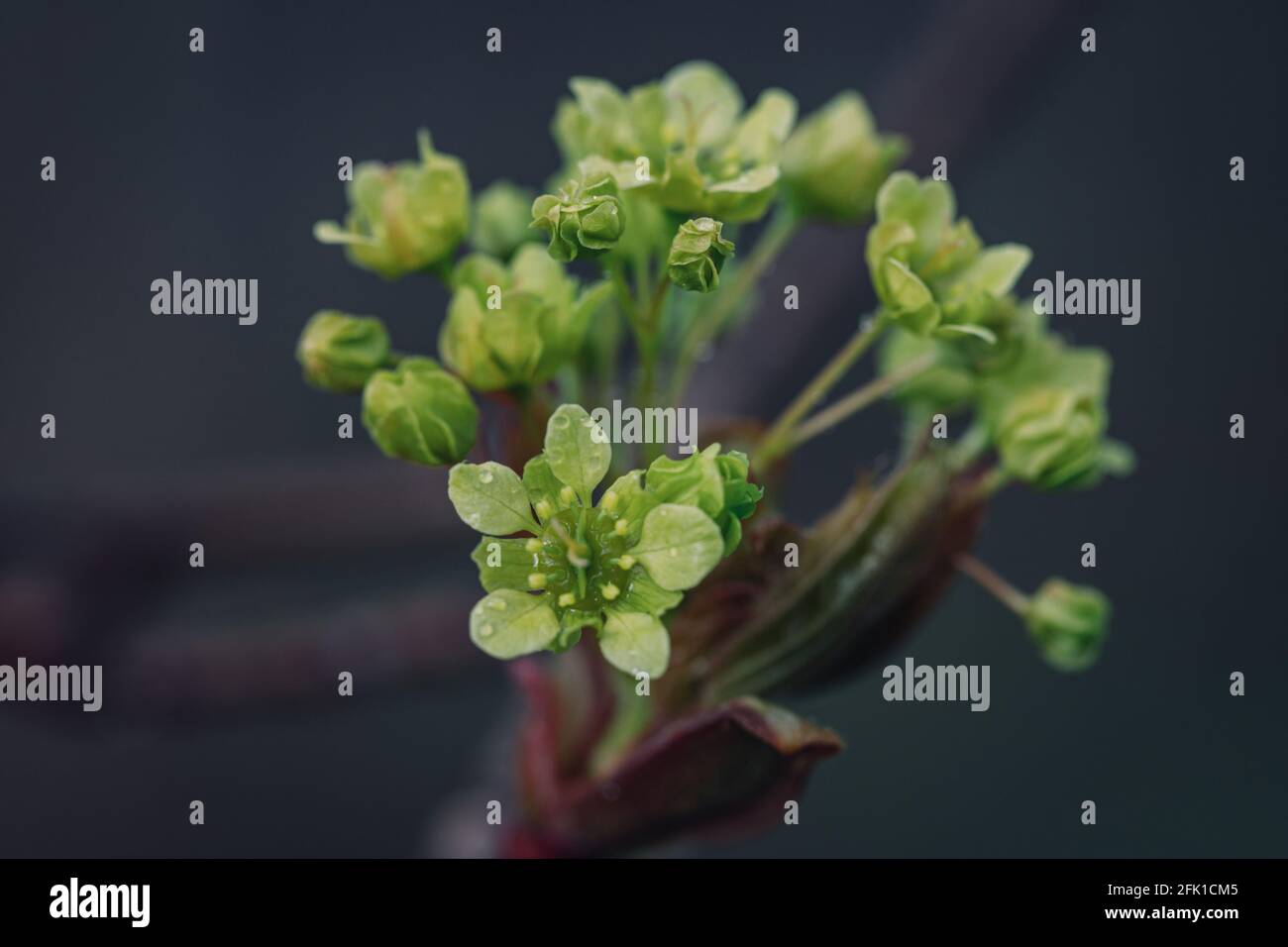 Closeup of flowering maple tree Stock Photo - Alamy