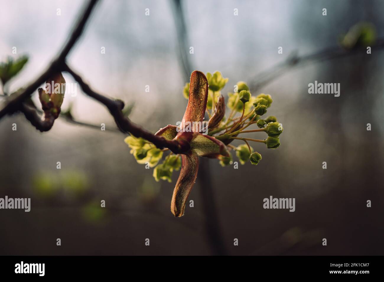 Flowering maple tree hi-res stock photography and images - Alamy