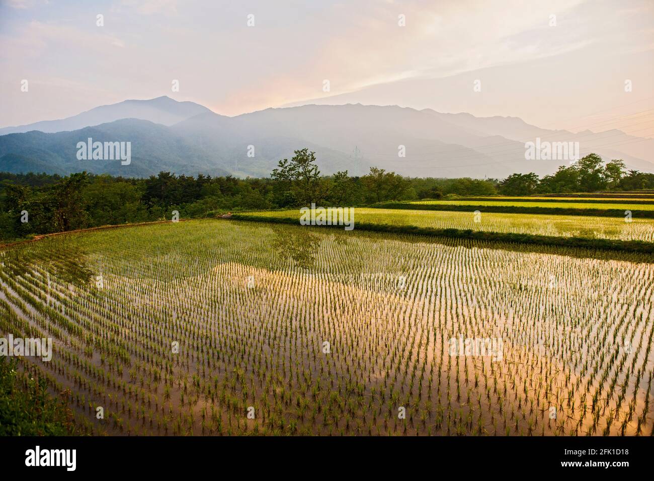 irrigated rice fields near Seoraksan national park Stock Photo - Alamy