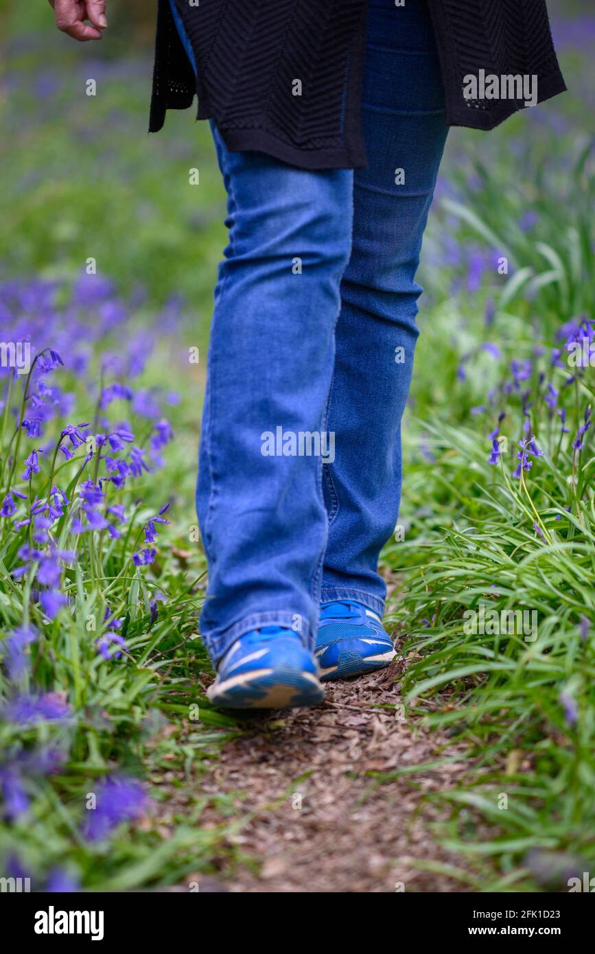 Bluebells walking hi-res stock photography and images - Alamy