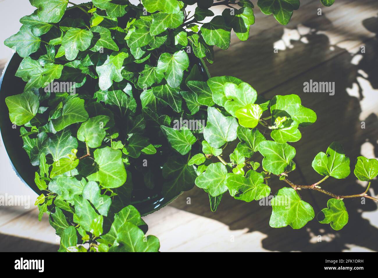 Ivy in plant pot hi-res stock photography and images - Alamy