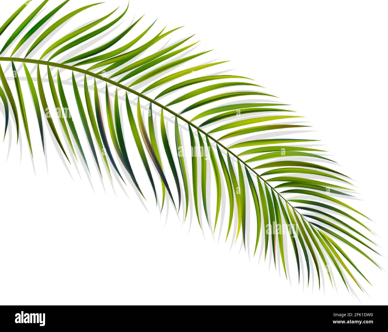 Tree frond vegetation isolated Stock Vector Images - Alamy