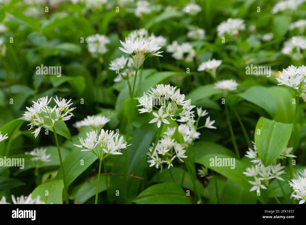 Wild garlic Allium ursinum in temperate forest Stock Photo - Alamy
