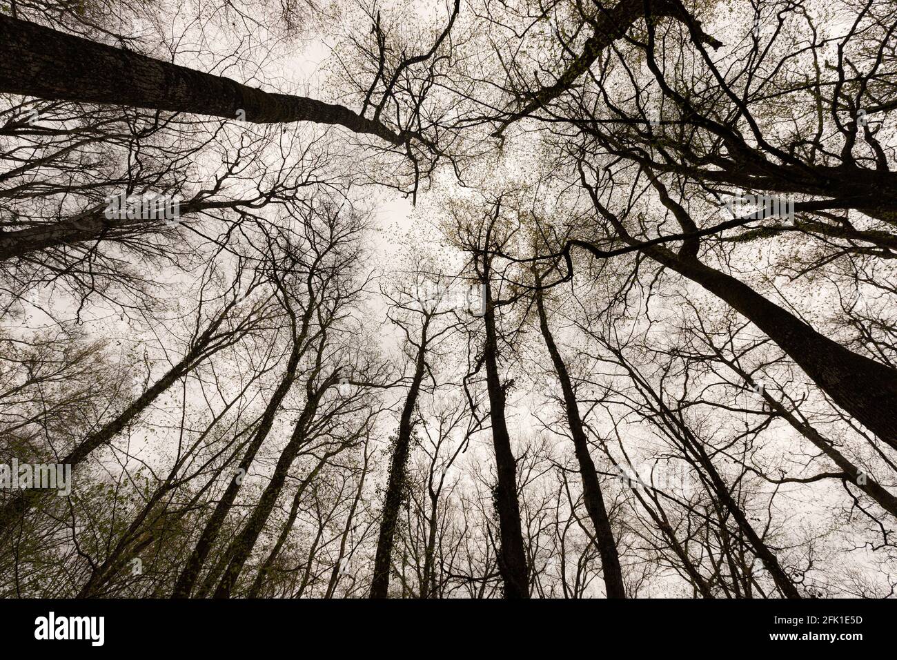 Temperate oak tree forest in winter Stock Photo - Alamy