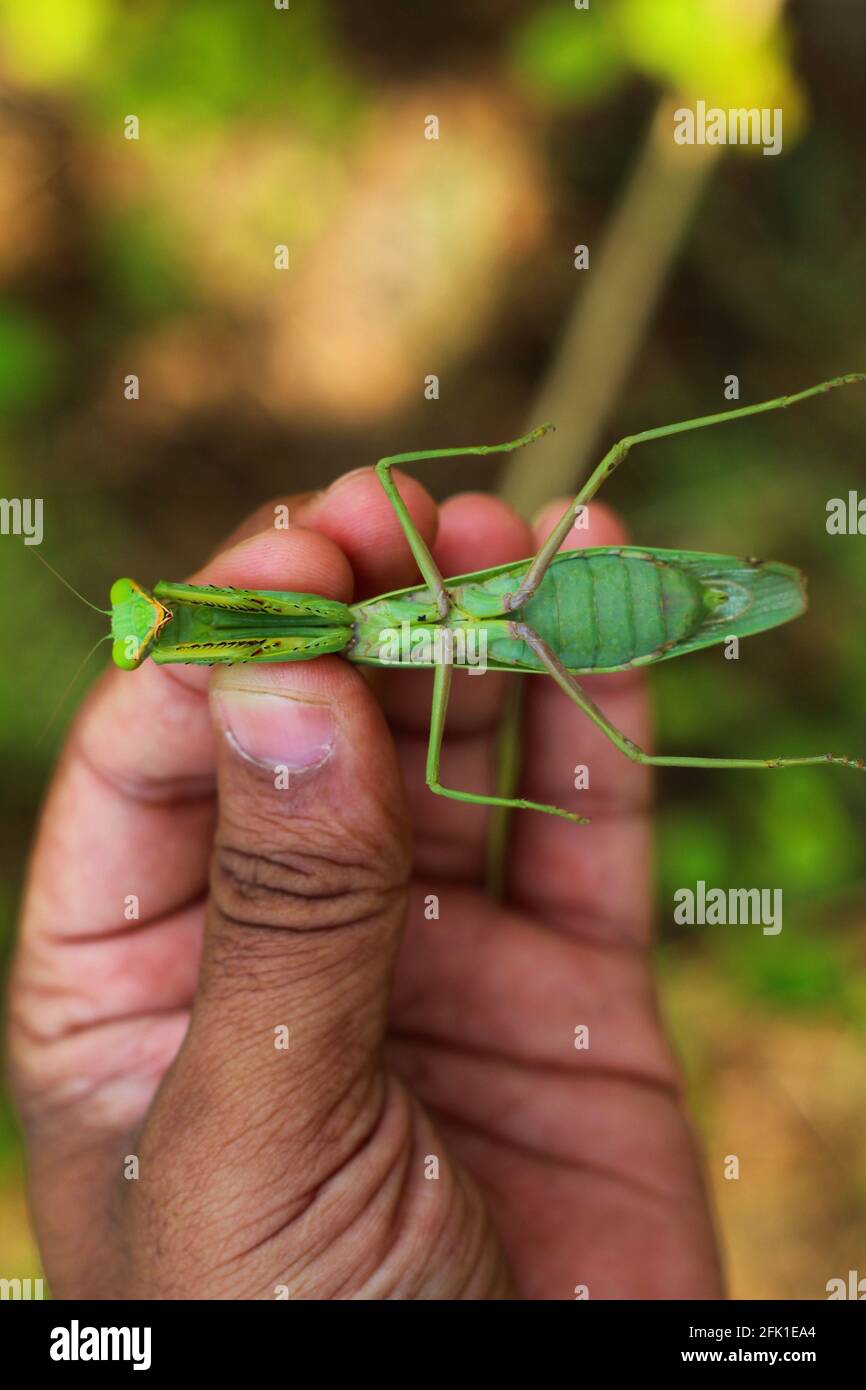 Male hand holding a green mantis Stock Photo - Alamy