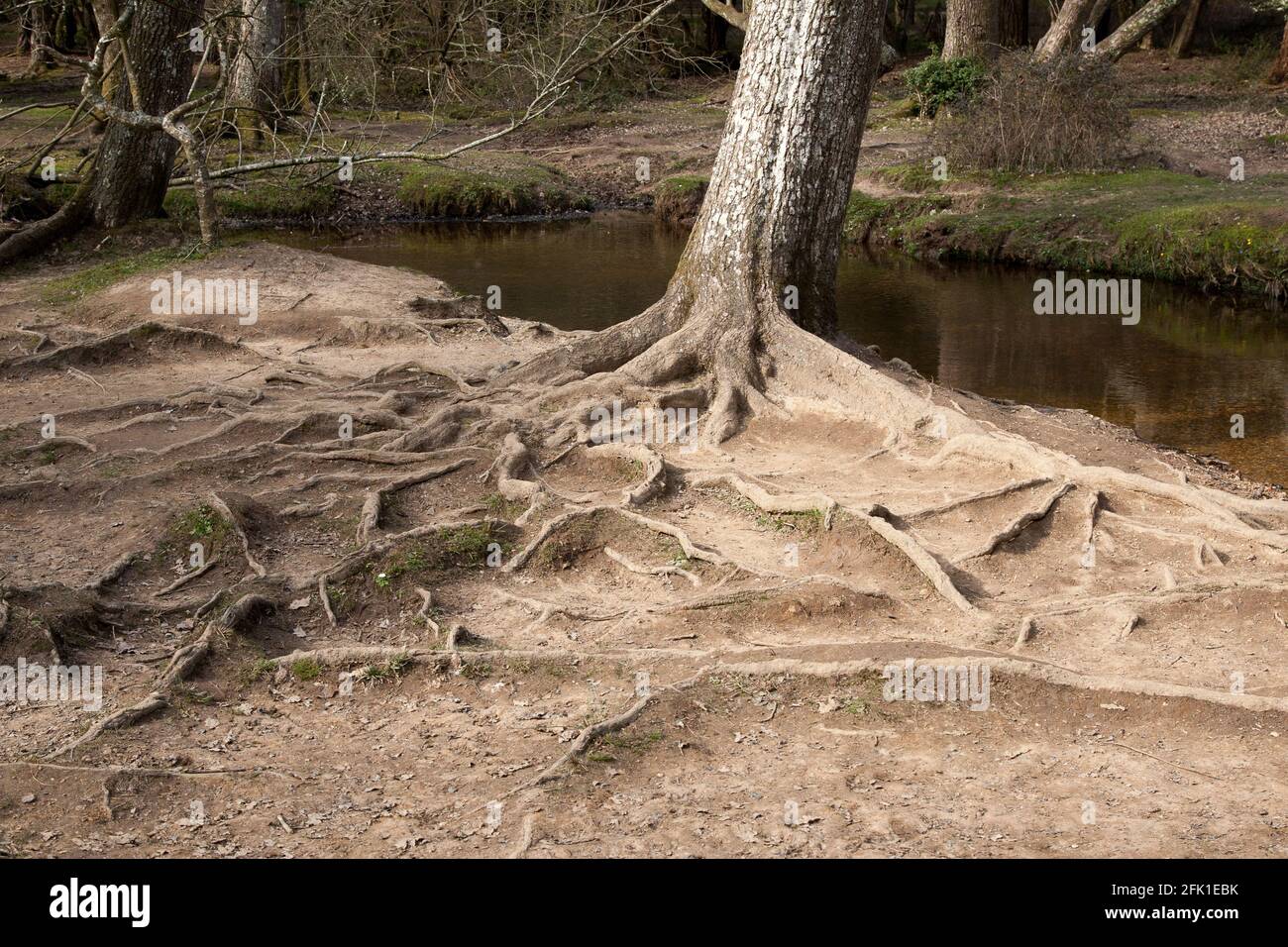 Spring trees New Forest Stock Photo - Alamy